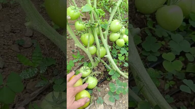 Tomates Pintones: Guía Completa para Cultivar y Cosechar | Actualizado ...