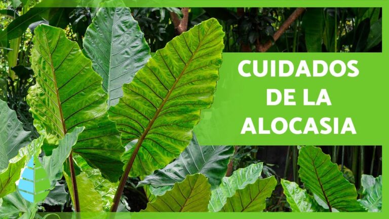 Guía de cuidados para plantas de Marquesas | Actualizado diciembre 2025