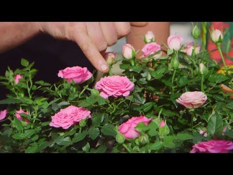 Consejos para el cuidado del rosal mini | Actualizado octubre 2025