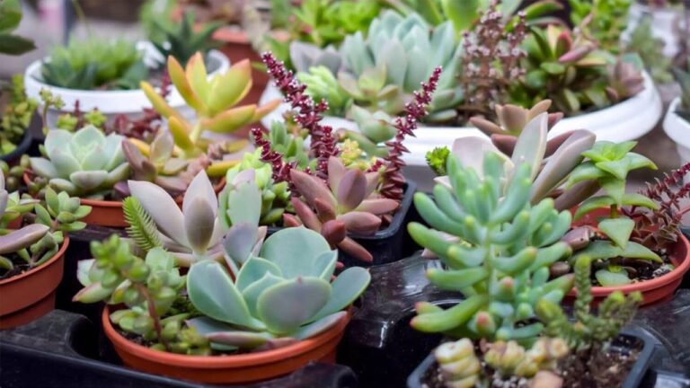 Guía completa de 50 tipos de suculentas | Actualizado enero 2026