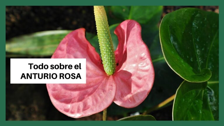Consejos para el cuidado del anturio rosa | Actualizado diciembre 2025