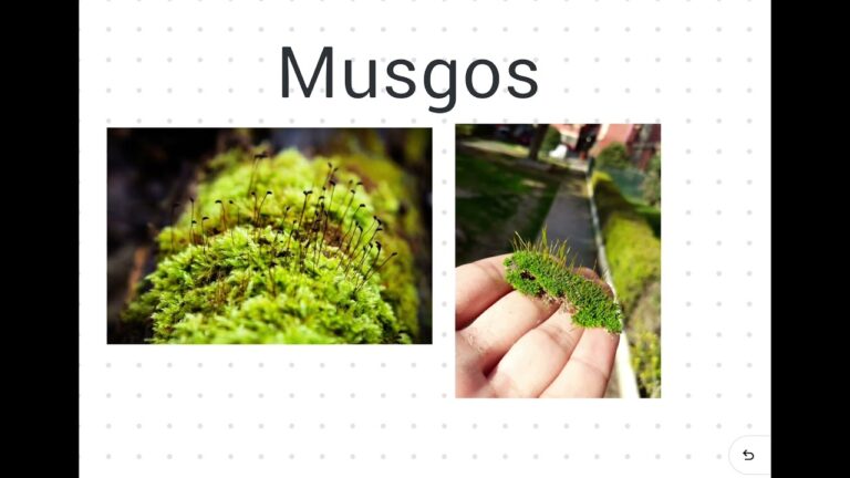 Partes del musgo: una guía completa | Actualizado noviembre 2025