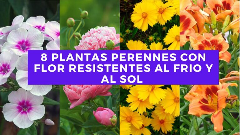 Plantas perennes de floración continua | Actualizado octubre 2025