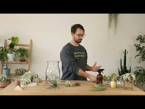 Cuidados Esenciales para la Planta del Aire | Actualizado diciembre 2025