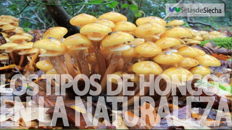 Guía completa sobre los distintos tipos de hongos | Actualizado octubre ...