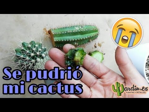 ¿Cómo saber si un cactus está muerto? | Actualizado diciembre 2025