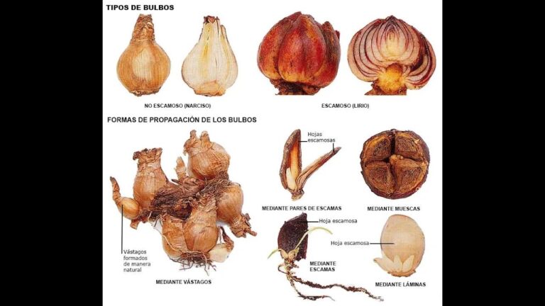 Beneficios de los tubérculos y bulbos comestibles | Actualizado octubre ...